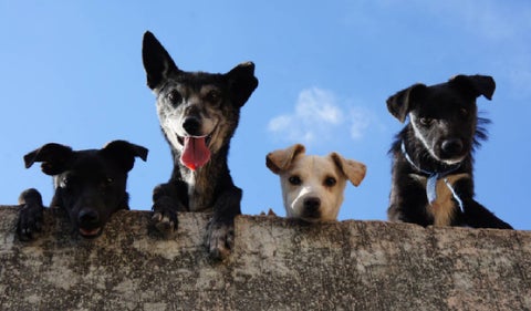 Envenenamiento de perros en Soacha