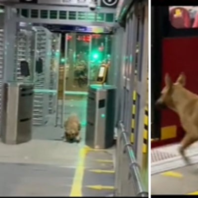 Perro colándose en Transmilenio se vuelve viral: aplauden su astucia