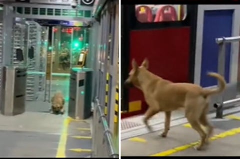 Perro colándose en Transmilenio se vuelve viral: aplauden su astucia