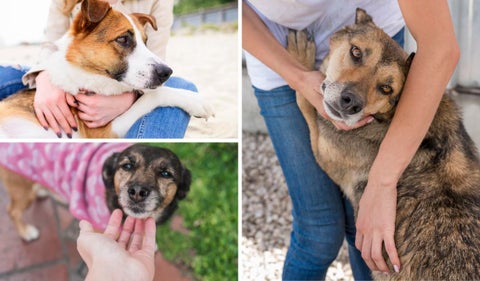 Día del Perro Adoptado: claves para ganarse la confianza de su peludo