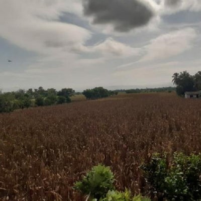 Santander: Puerto Wilches se han afectado cultivos de palma por ola calor