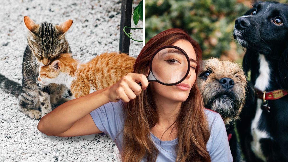 ¿No aparece su perro o gato? Esta es la ruta para buscarlo