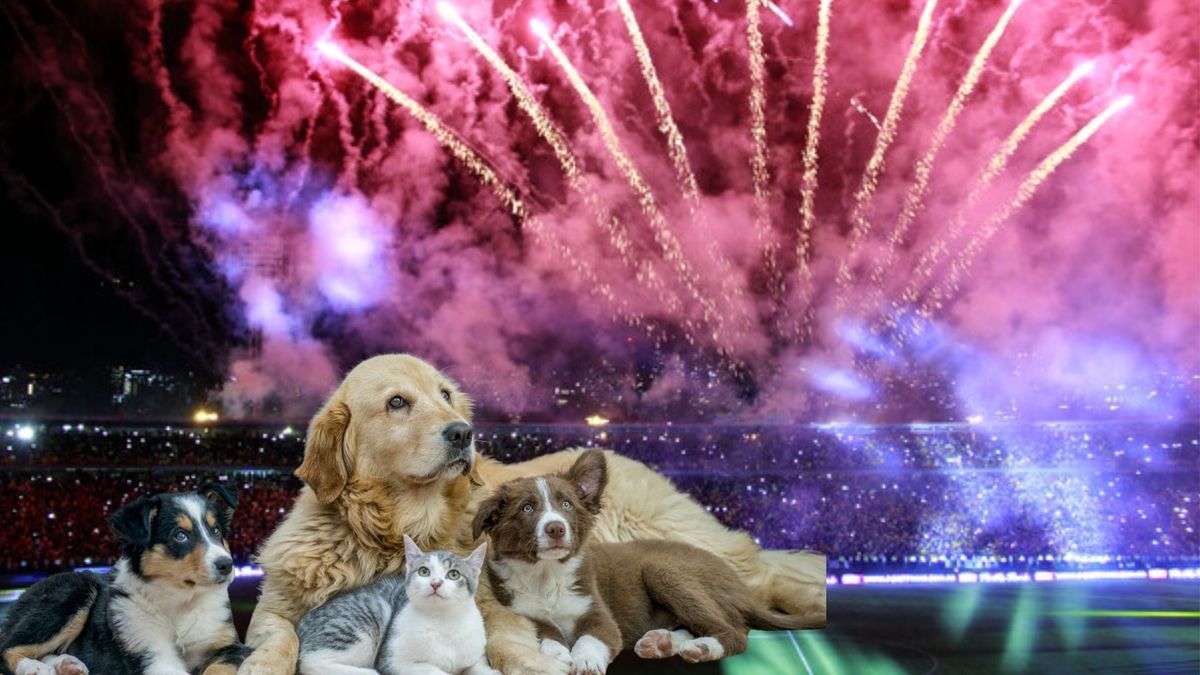 Pirotecnia en El Campín: cuiden a sus mascotas por la Selección