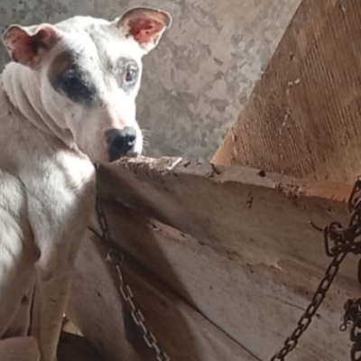 Ya van 160 denuncias por maltrato animal en Armenia 2026