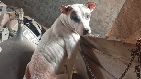 Ya van 160 denuncias por maltrato animal en Armenia 2026